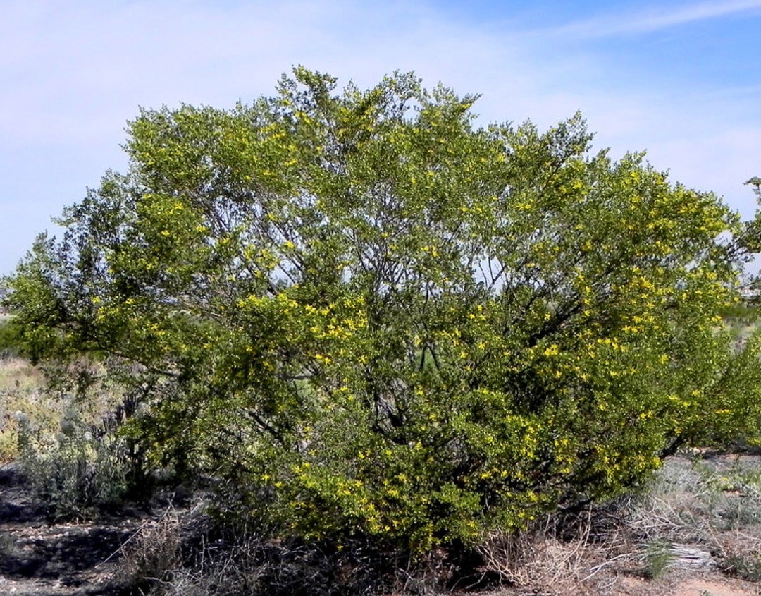 1 Pound Freshly Cut Creosote Bush Fresh Branches From the Joshua Tree ...