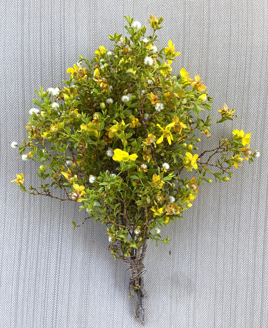 Wildcrafted Creosote Chaparral Fresh Branches Joshua Tree Smell the ...