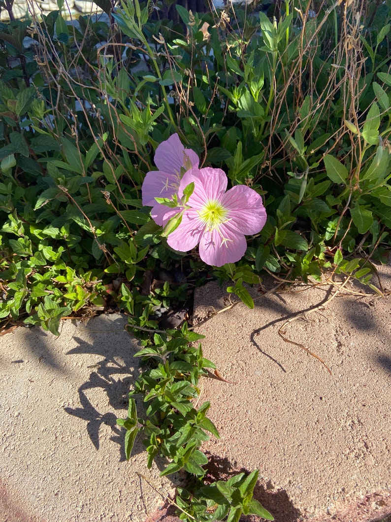 5 Live Plants, Pink Evening Primrose - Mexican Primrose - Oenothera ...