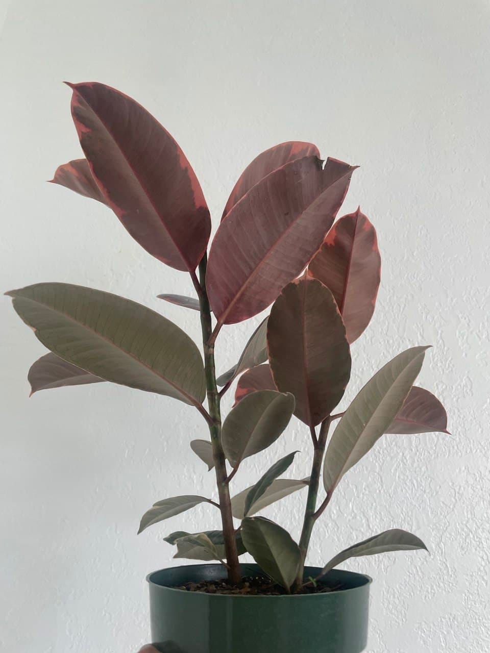 Ficus Elastica Pink Ruby | Variegated | Two Stems ~ 18'' Tall - Etsy