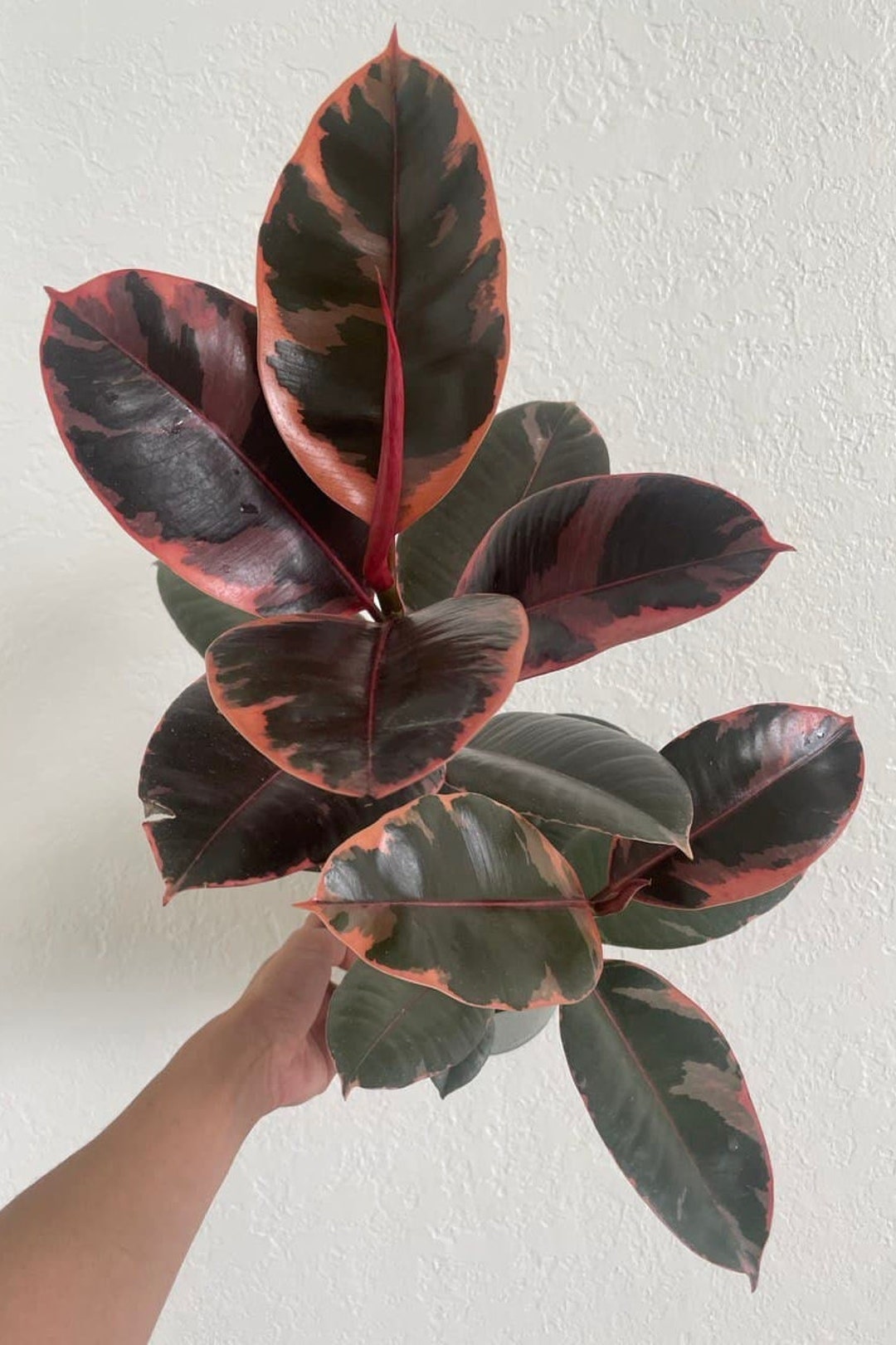 Ficus Elastica Pink Ruby | Variegated | Two Stems ~ 18'' Tall - Etsy