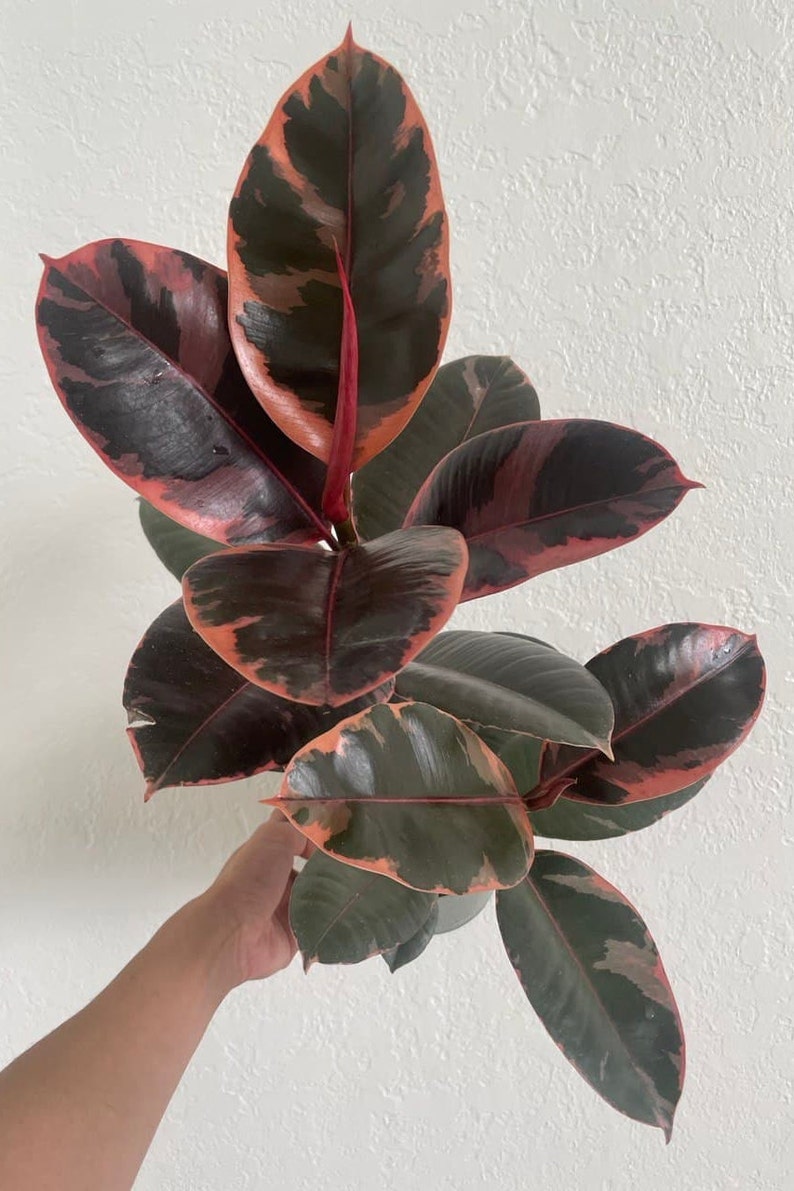 Ficus Elastica Pink Ruby | Variegated | Two Stems ~ 18'' Tall - Etsy