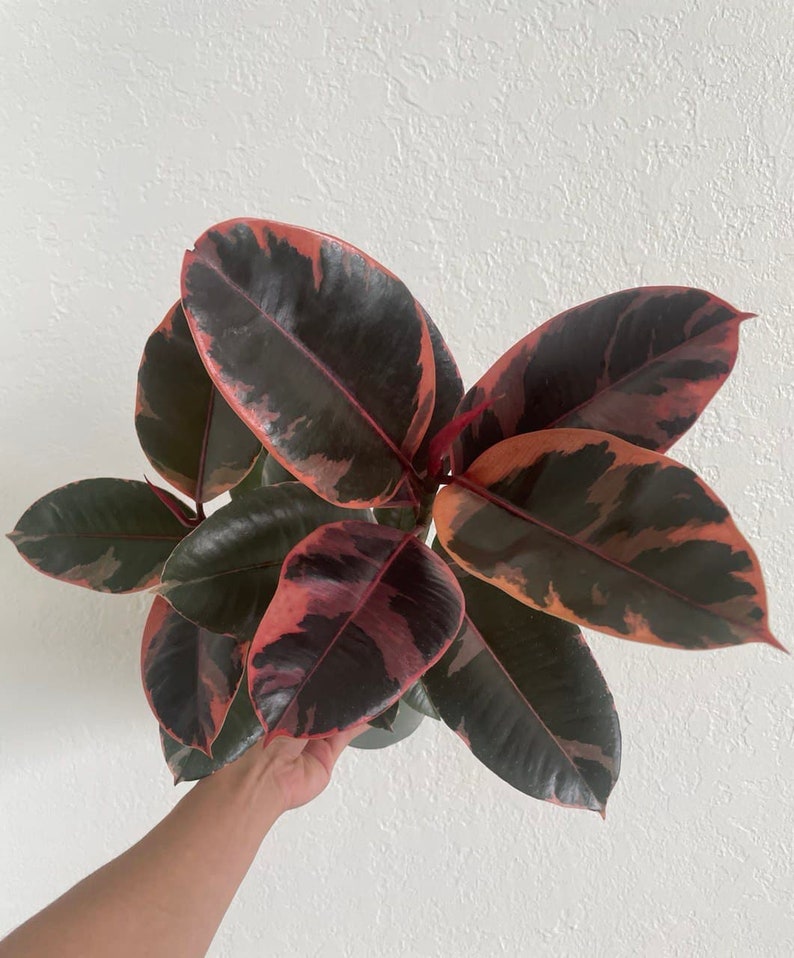 Ficus Elastica Pink Ruby Variegated Two Stems 18'' Tall - Etsy