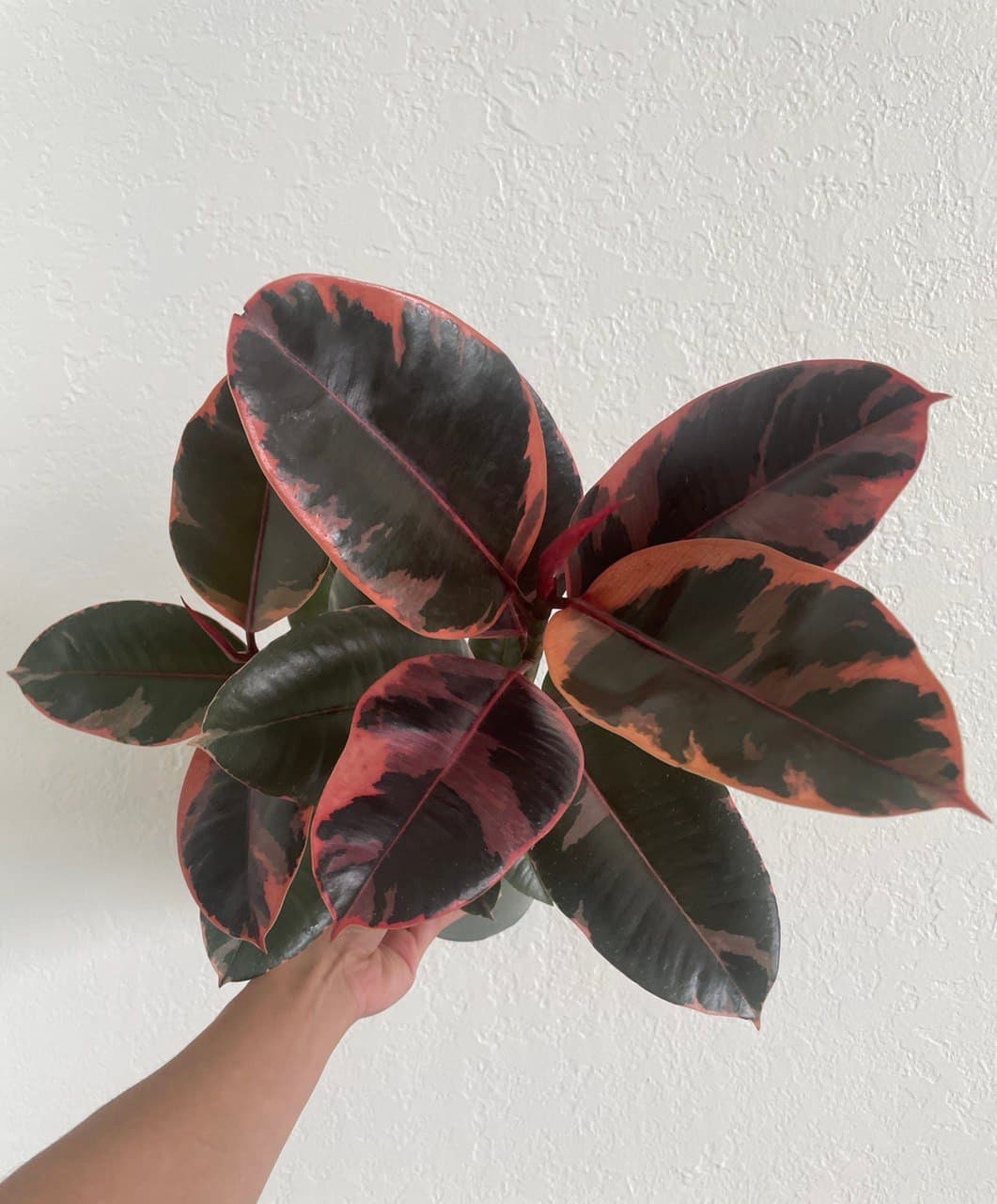 Ficus Elastica Pink Ruby | Variegated | Two Stems ~ 18'' Tall - Etsy