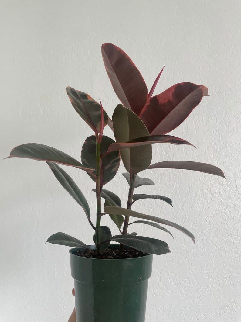 Ficus Elastica Pink Ruby | Variegated | Two Stems ~ 18'' Tall - Etsy
