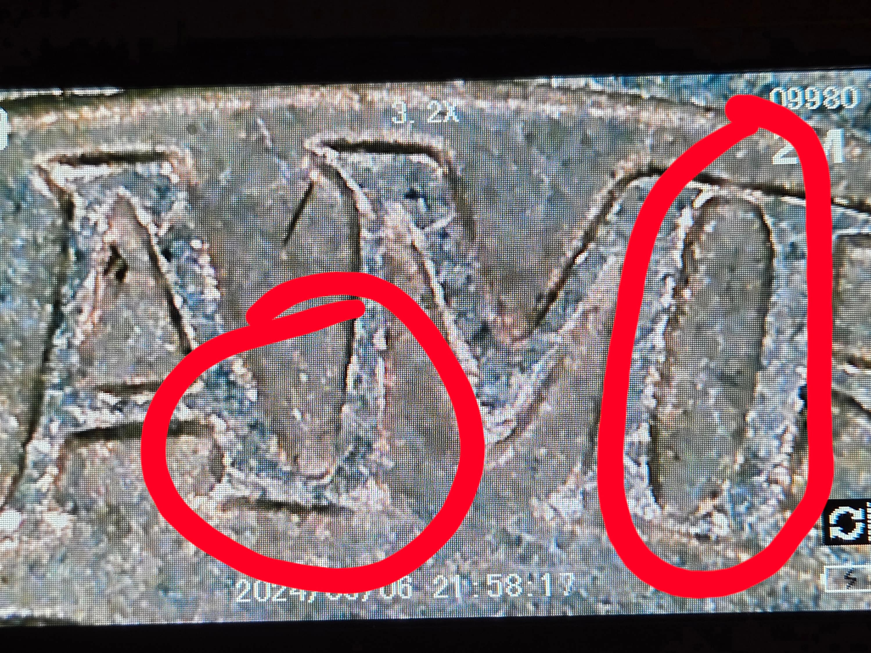 1976D Bicentennial Quarter With Multiple Errors - Etsy