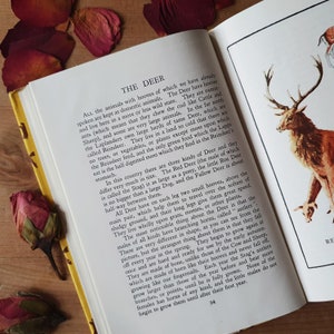 Vintage Book of Common Beasts. Super Cute Vintage Animal Book. Perfect ...