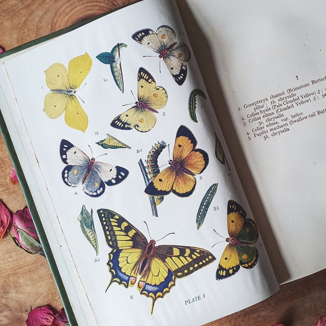 1920s Vintage Book of Butterflies & Moths. Kirby Beautiful Plentiful ...