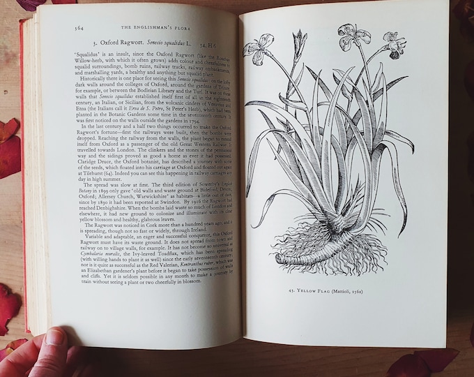 Vintage Book of Wildflowers, Herbs & Folklore. "the Englishman's Flora ...