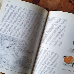 Gorgeous Gentle Book of the Hedgerow. Vintage Flower and Nature Book ...