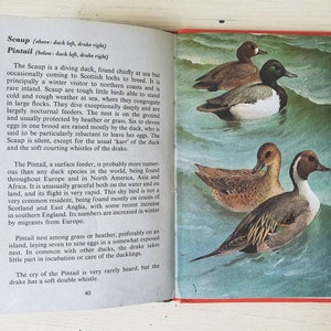 Vintage Ladybird Nature Books Series 536. Birds, Flowers + More Natural ...