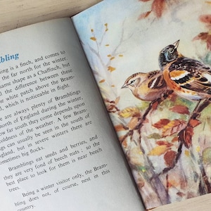 Vintage Ladybird Nature Books Series 536. Birds, Flowers + More Natural ...