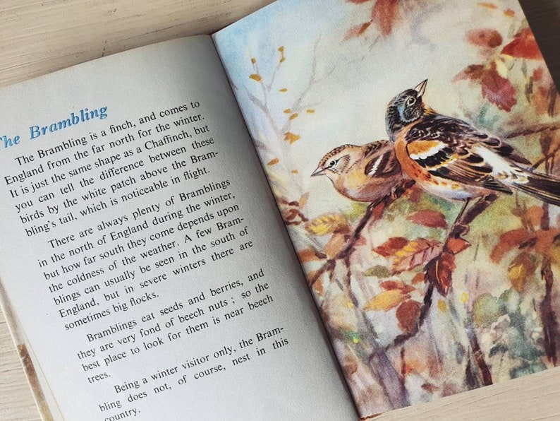 Vintage Ladybird Nature Books Series 536. Birds, Flowers + More Natural ...