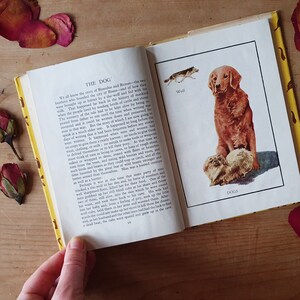 Vintage Book of Common Beasts. Super Cute Vintage Animal Book. Perfect ...