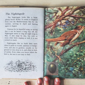 Vintage Ladybird Nature Books Series 536. Birds, Flowers + More Natural ...