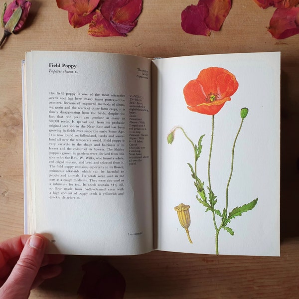 Botanical Book Plate - Etsy