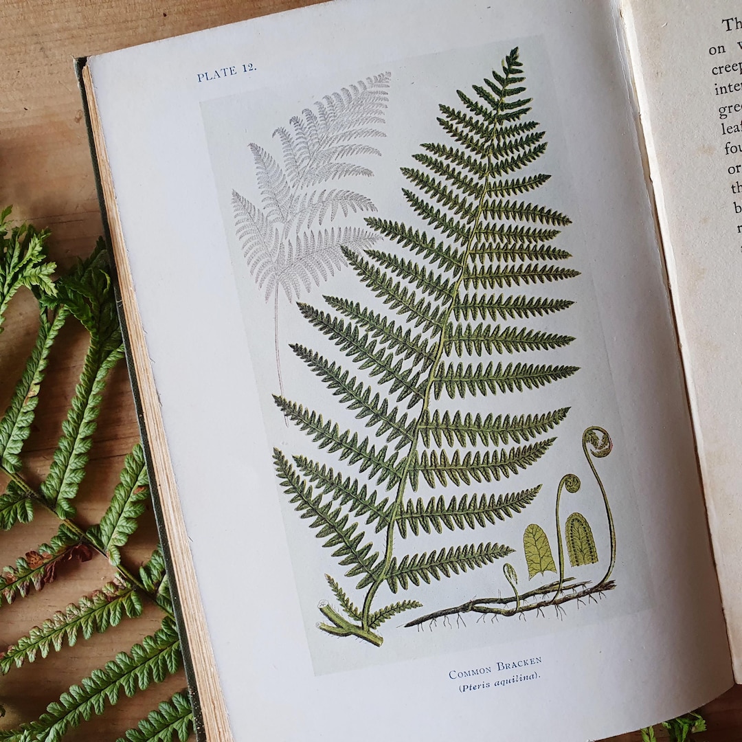 Vintage Fern Book. british Ferns, Club Mosses and Horsetails 1912. Peeps at Nature Series ...