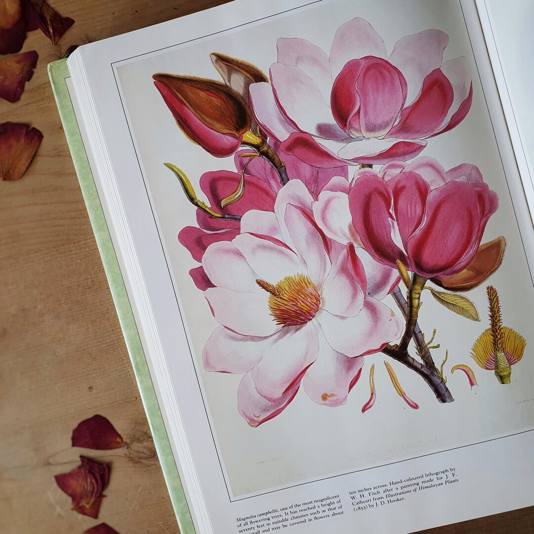 Large Vintage Book of Botanical Illustrations. A Celebration of Nature ...