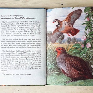 Vintage Ladybird Nature Books Series 536. Birds, Flowers + More Natural ...