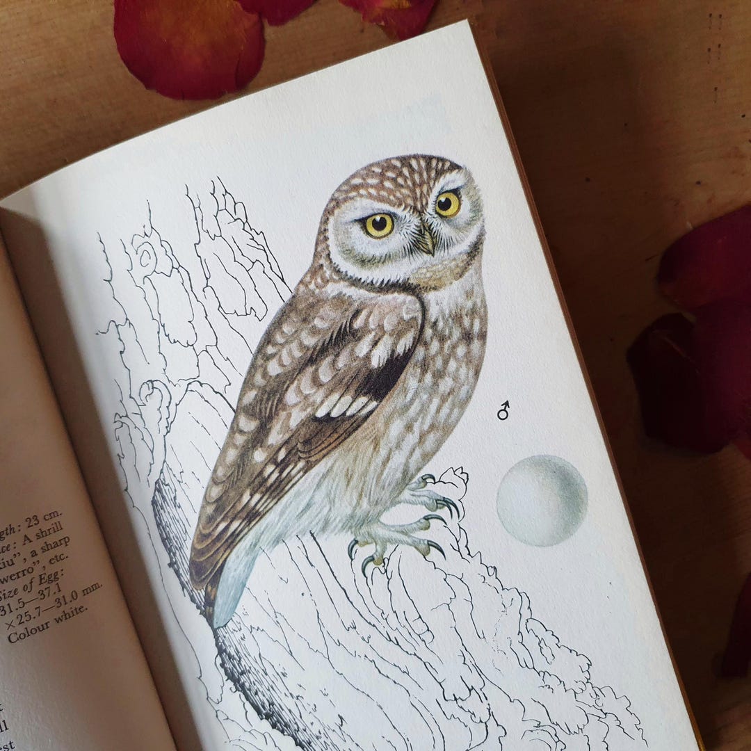 Vintage Bird Book. Very Attractive Guide to Garden Field Bird ...