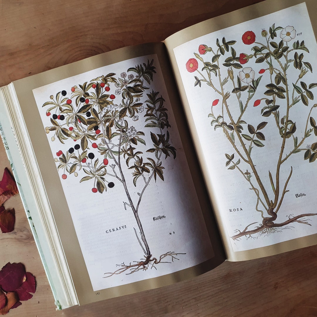 Huge Vintage Book of Old Herbal Illustrations. Botanical Art Bible ...