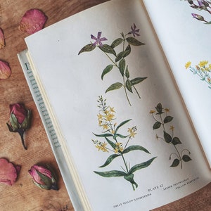 1940s Antique Botanical Book. Full Colour Plates & Many More ...