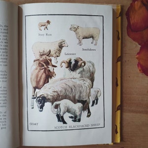 Vintage Book of Common Beasts. Super Cute Vintage Animal Book. Perfect ...