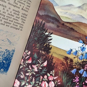 Vintage Ladybird Nature Books Series 536. Birds, Flowers + More Natural ...