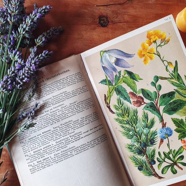 Botanical Print Book - Etsy