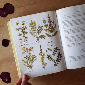 Illustrated Book of Herbs & Spices. Culinary and Medicinal Aspects of ...