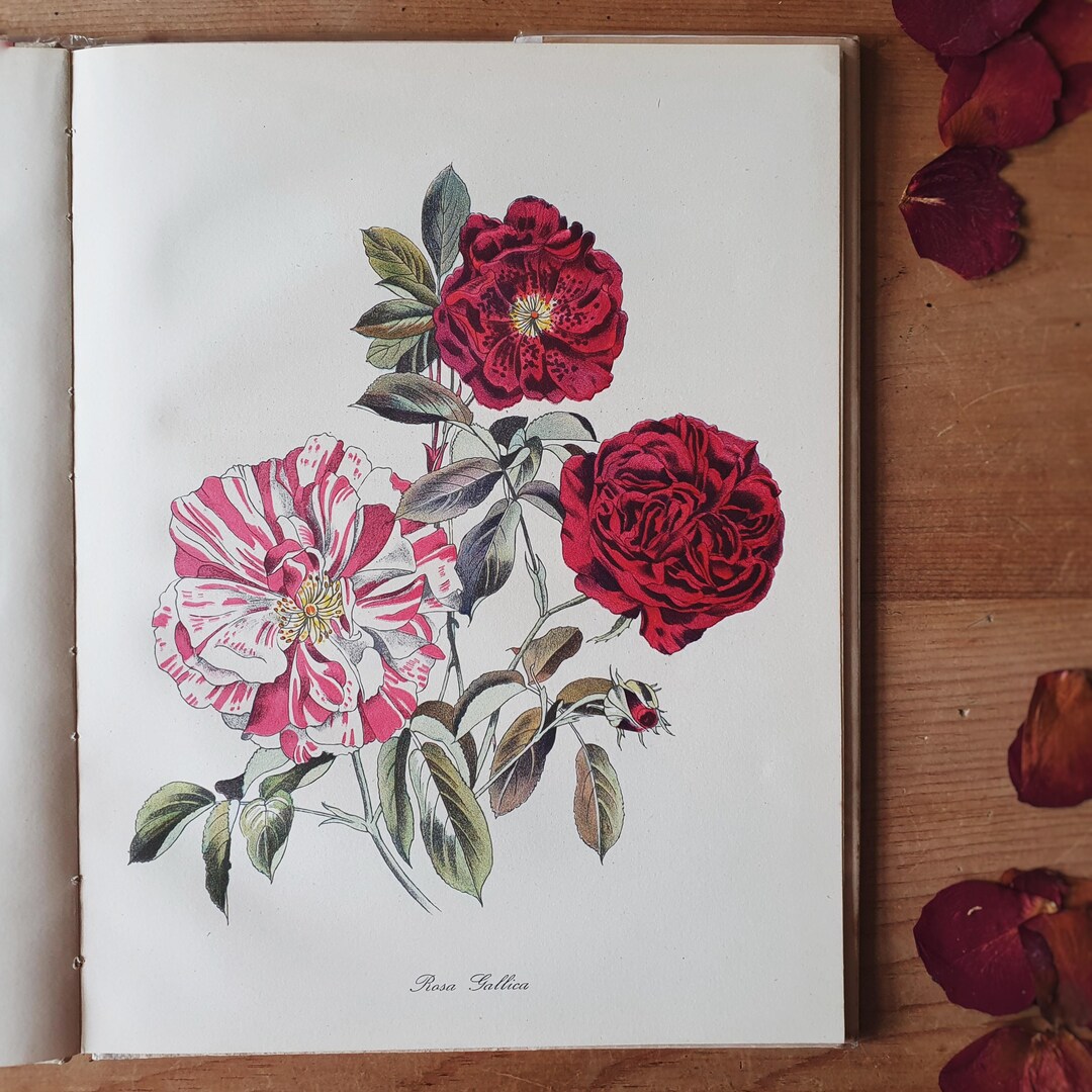 Vintage Flower Book of 'english Garden Flowers' From 1940s. Illustrated ...
