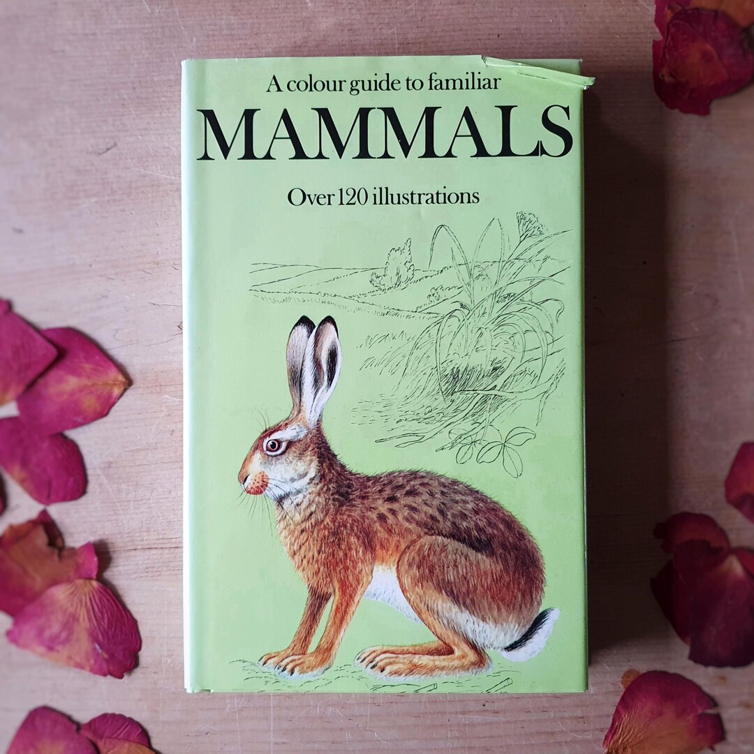 Vintage 1970s Animal Book. Attractive Guide to Mammals. Beautiful ...