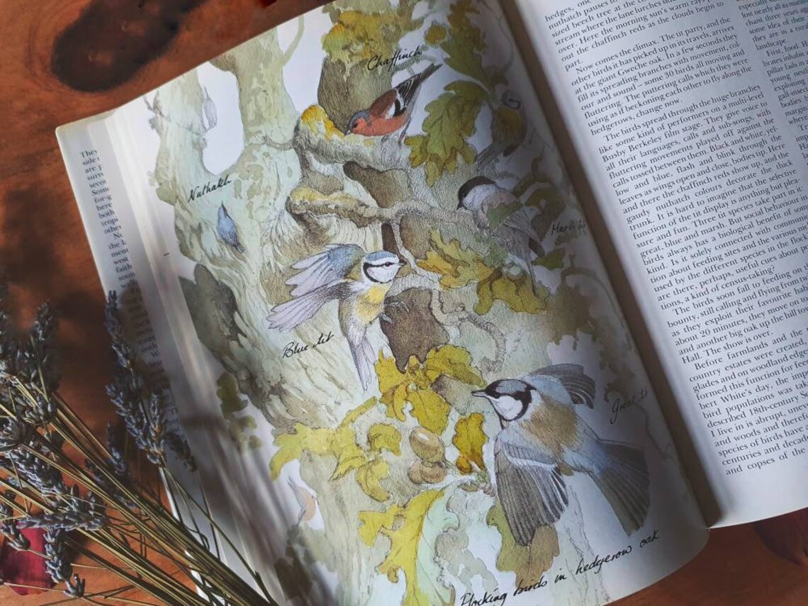 Gorgeous Gentle Book of the Hedgerow. Vintage Flower and - Etsy UK