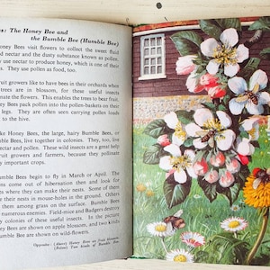 Vintage Ladybird Nature Books Series 536. Birds, Flowers + More Natural ...