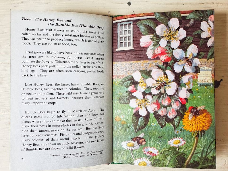 Vintage Ladybird Nature Books Series 536. Birds Flowers - Etsy