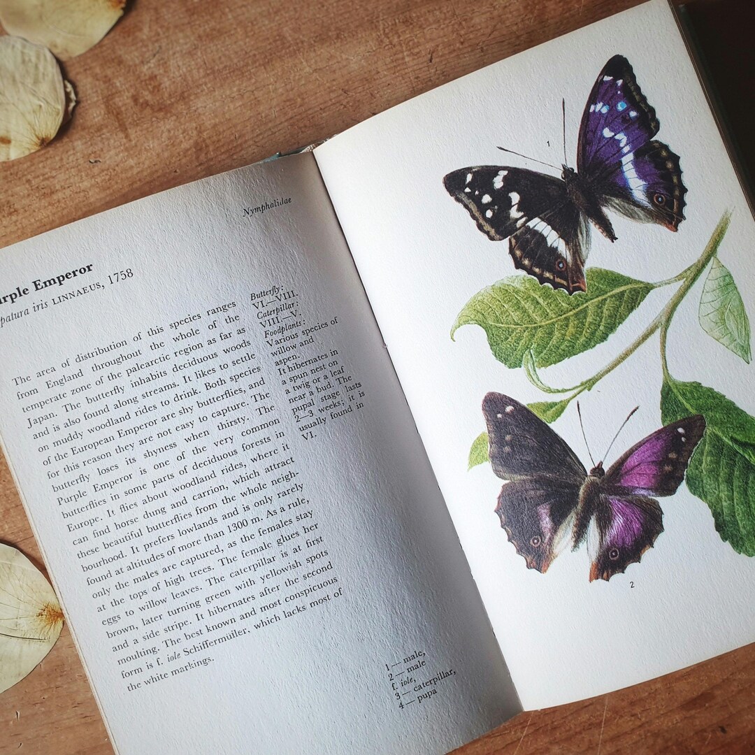 Vintage Butterfly Book. Very Attractive Guide. Beautiful Pictures, Lots ...