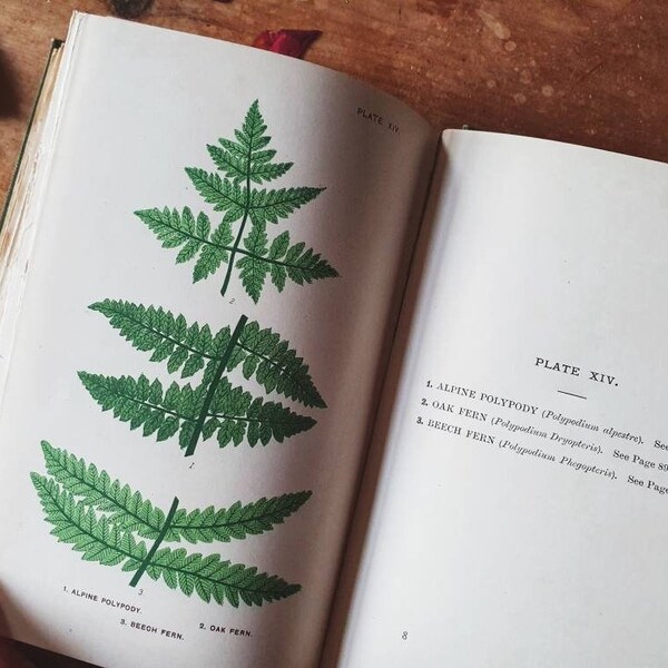 Vintage Fern - Etsy