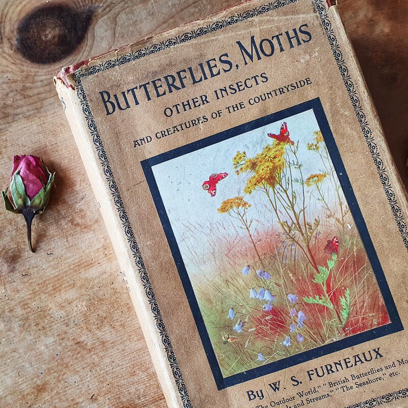 Antique Entomology - Etsy