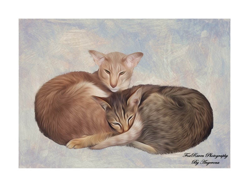 Cuddle Cats Digital Art for Personal Use ONLY - Etsy