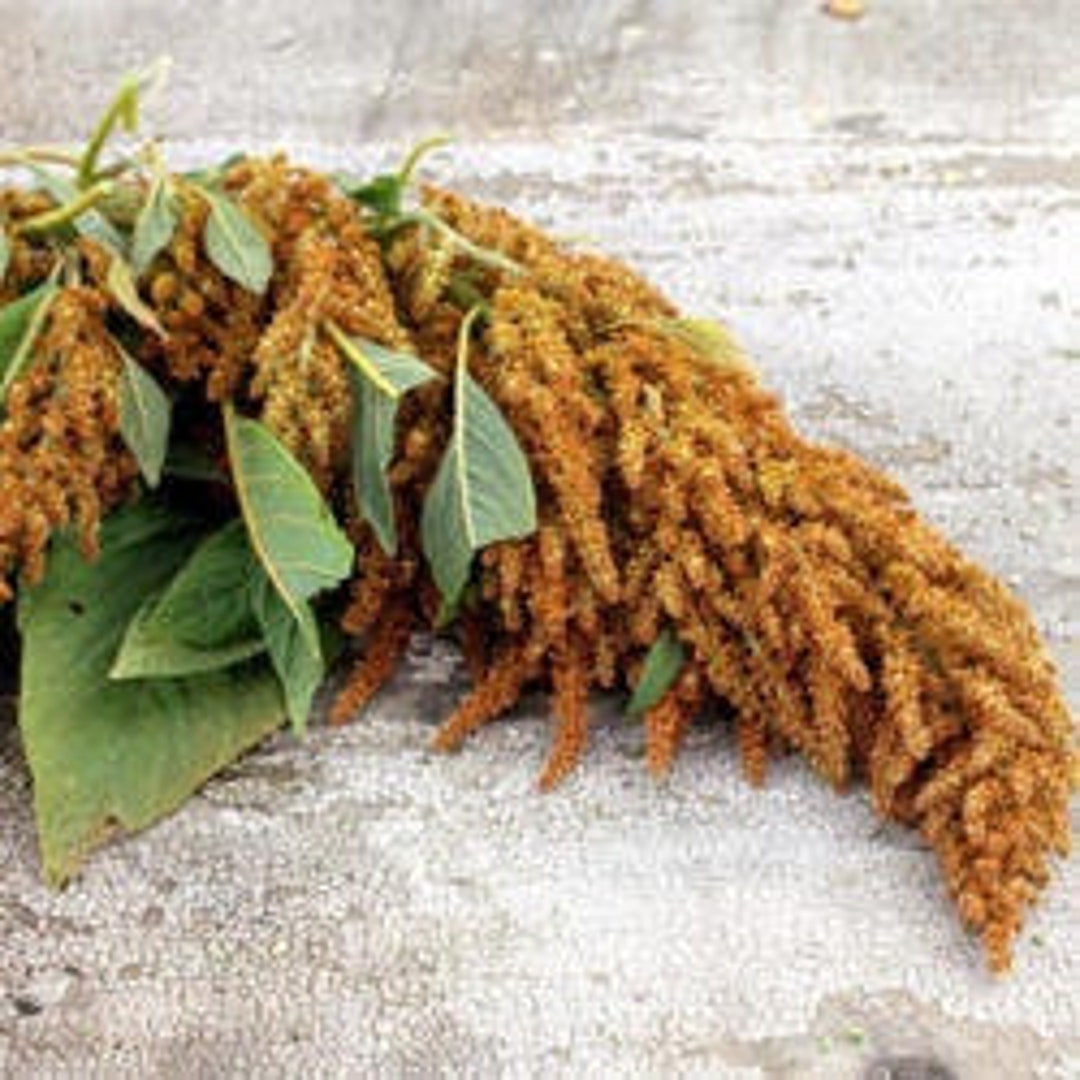 Chinese Orange Giant Amaranth Packet of Approx. 2000 Seeds - Etsy