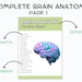 Brain and Neuroscience Therapy and Education Bundle, Psychoeducation ...