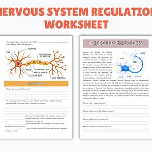 Nervous System Regulation Worksheet Bundle | Polyvagal Theory ...