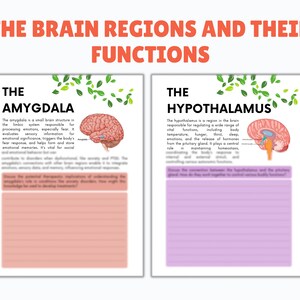 The Brain Regions and Their Function Neuroscience Psychoeducation Tool ...