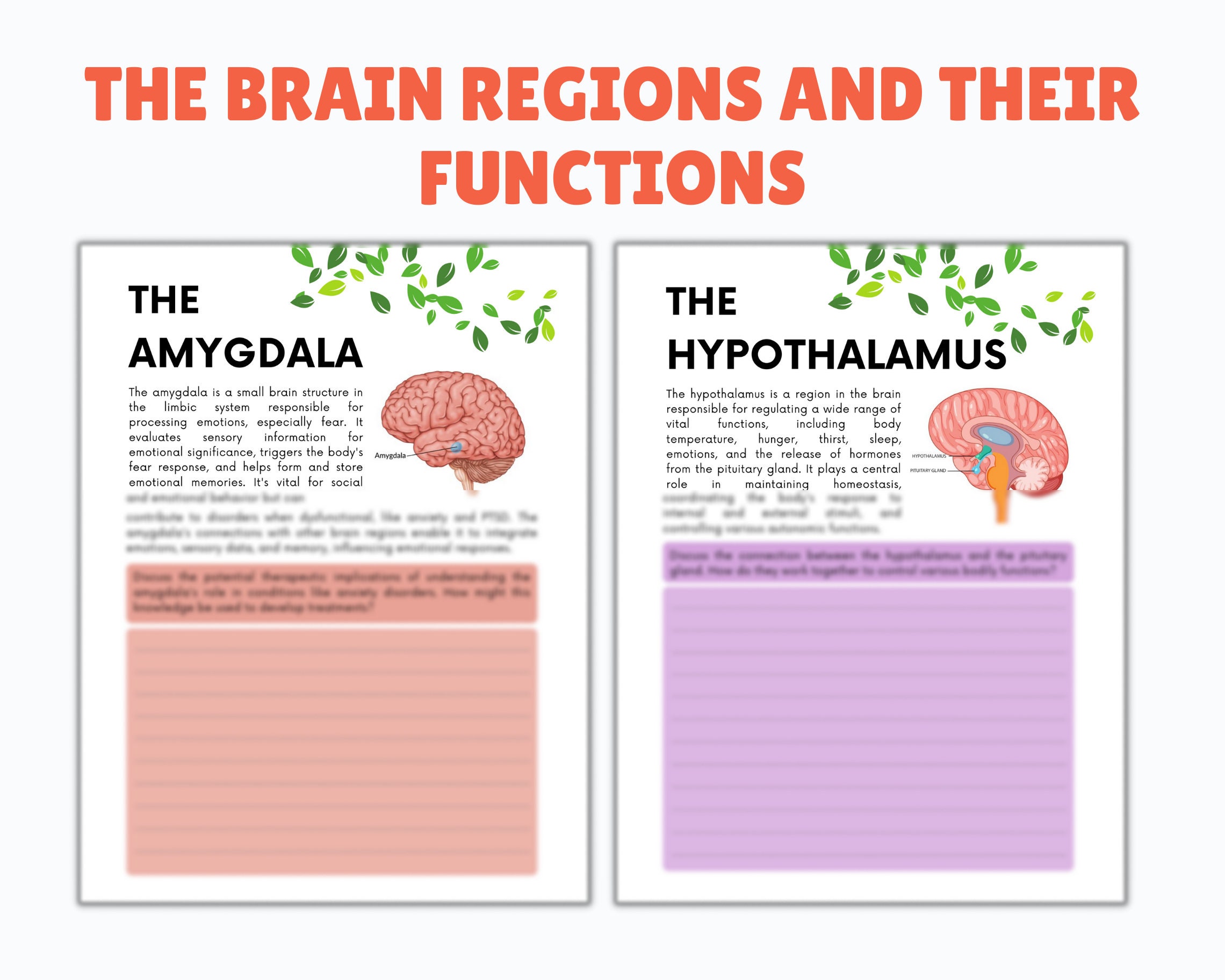 The Brain Regions and Their Function Neuroscience Psychoeducation Tool ...