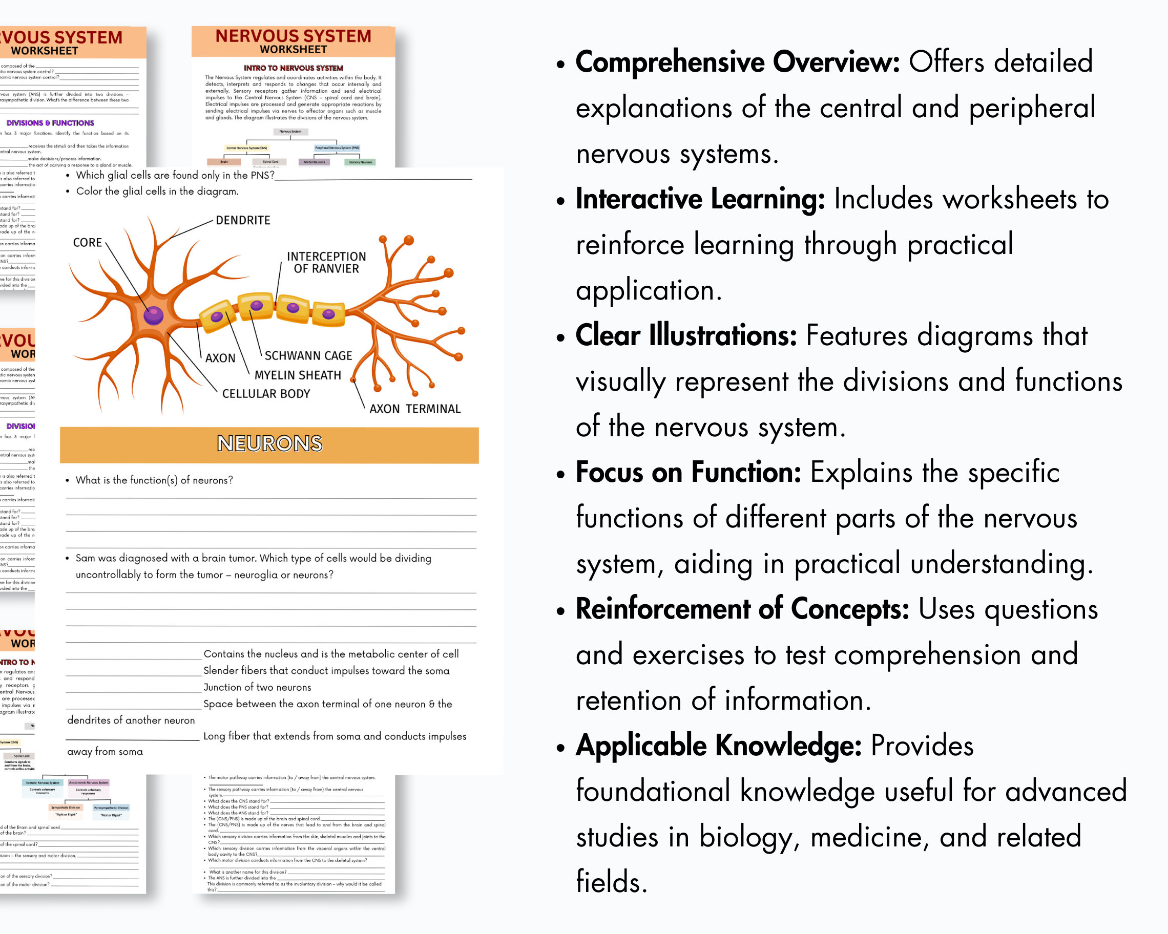 Nervous System Regulation Worksheet Bundle | Polyvagal Theory ...