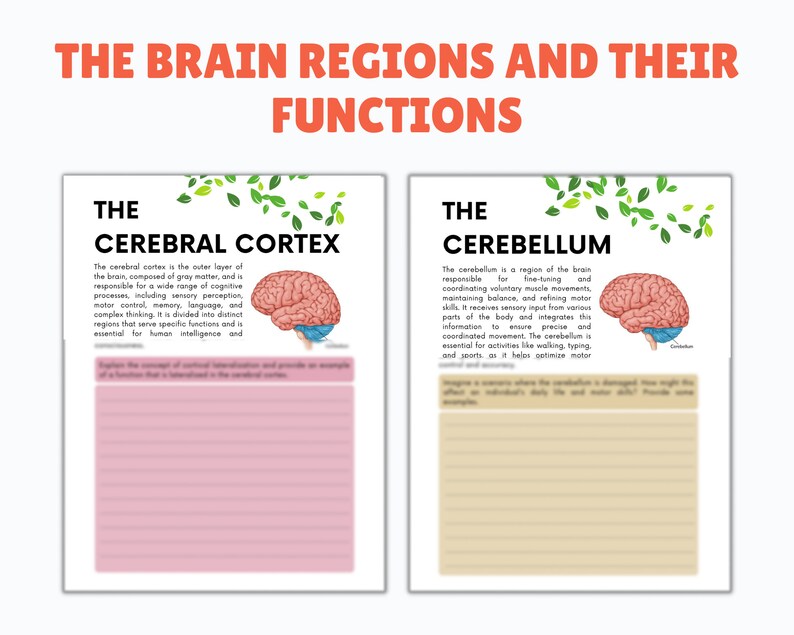 The Brain Regions and Their Function Neuroscience Psychoeducation Tool ...