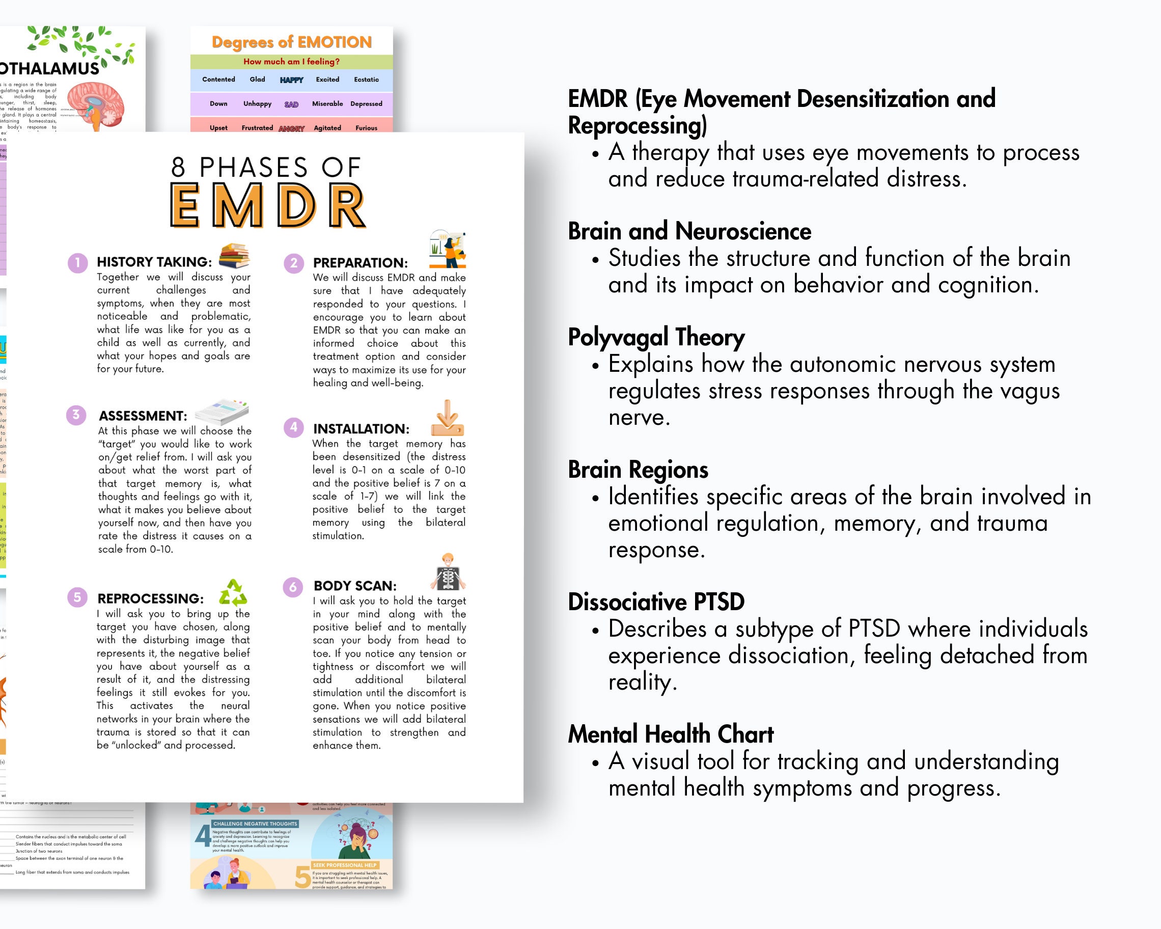 The Brain Regions and Neuroscience Psychoeducation Bundle, Brain and ...