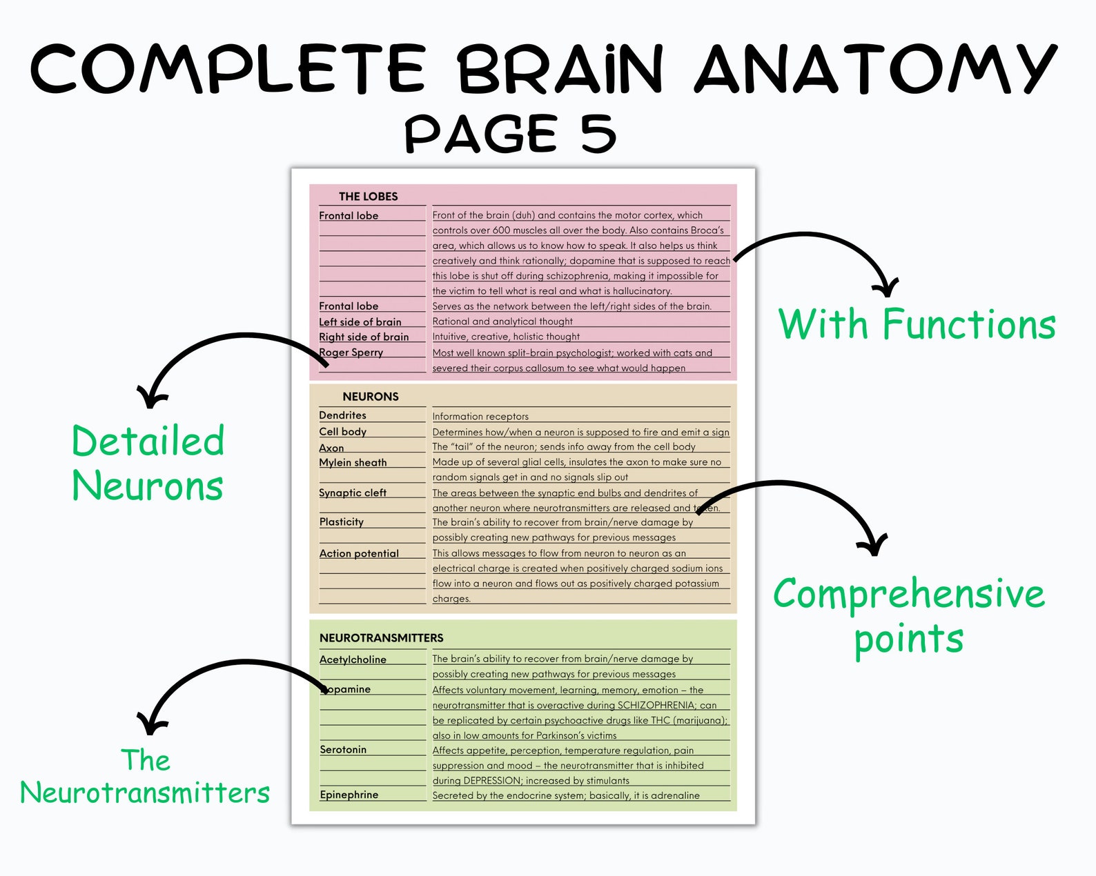 Brain and Neuroscience Therapy and Education Bundle, Psychoeducation ...