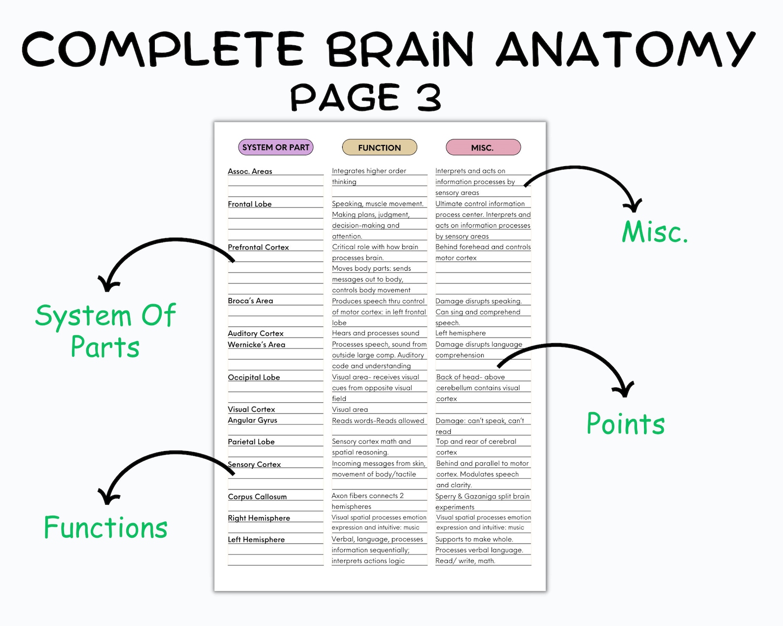 Brain and Neuroscience Therapy and Education Bundle, Psychoeducation ...