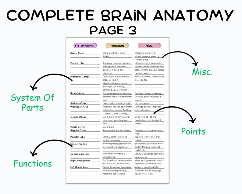 Brain and Neuroscience Therapy and Education Bundle, Psychoeducation ...